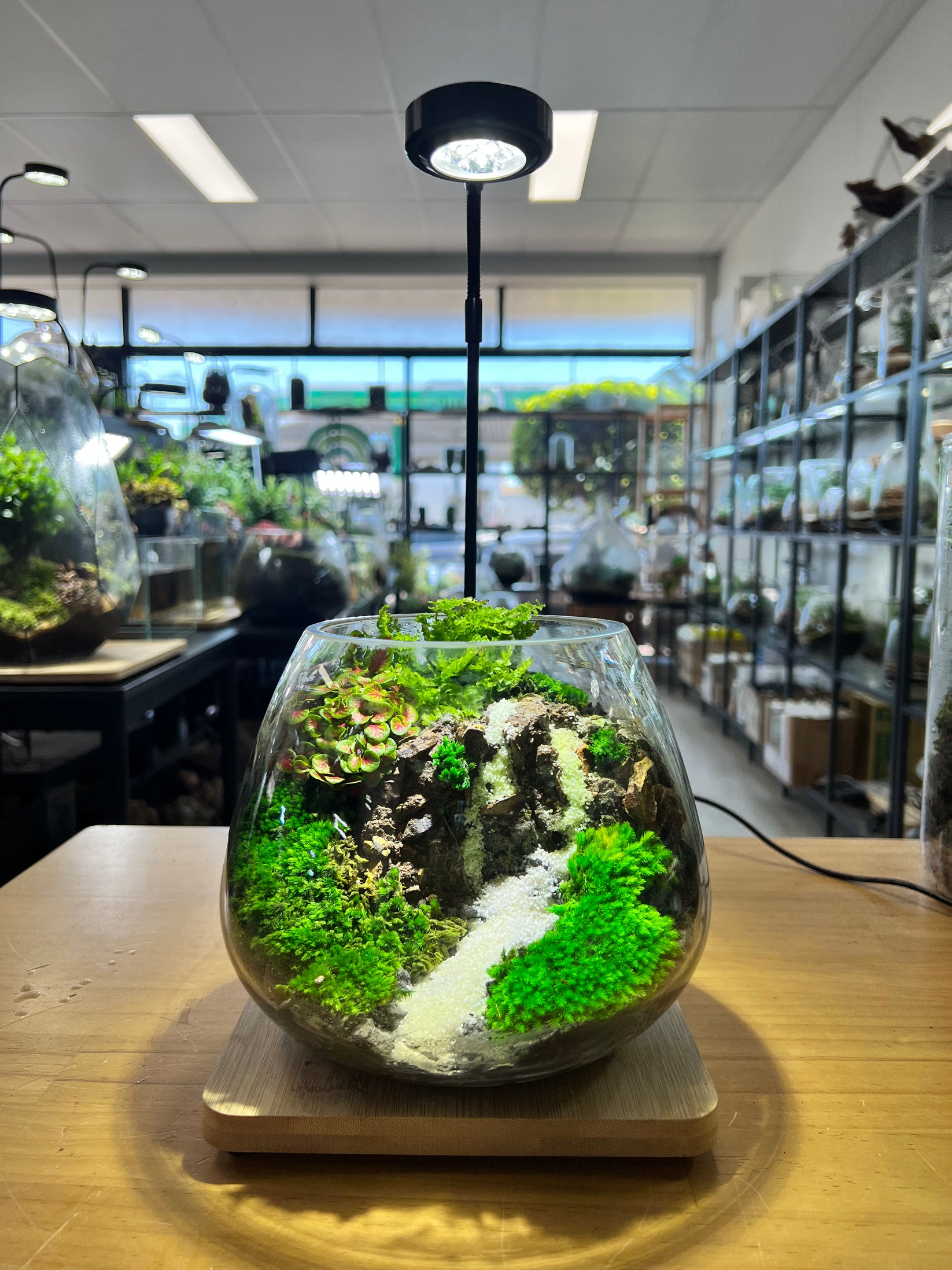 Ivory cascade - EcoCourier Series - ready made terrarium Australia wid ...