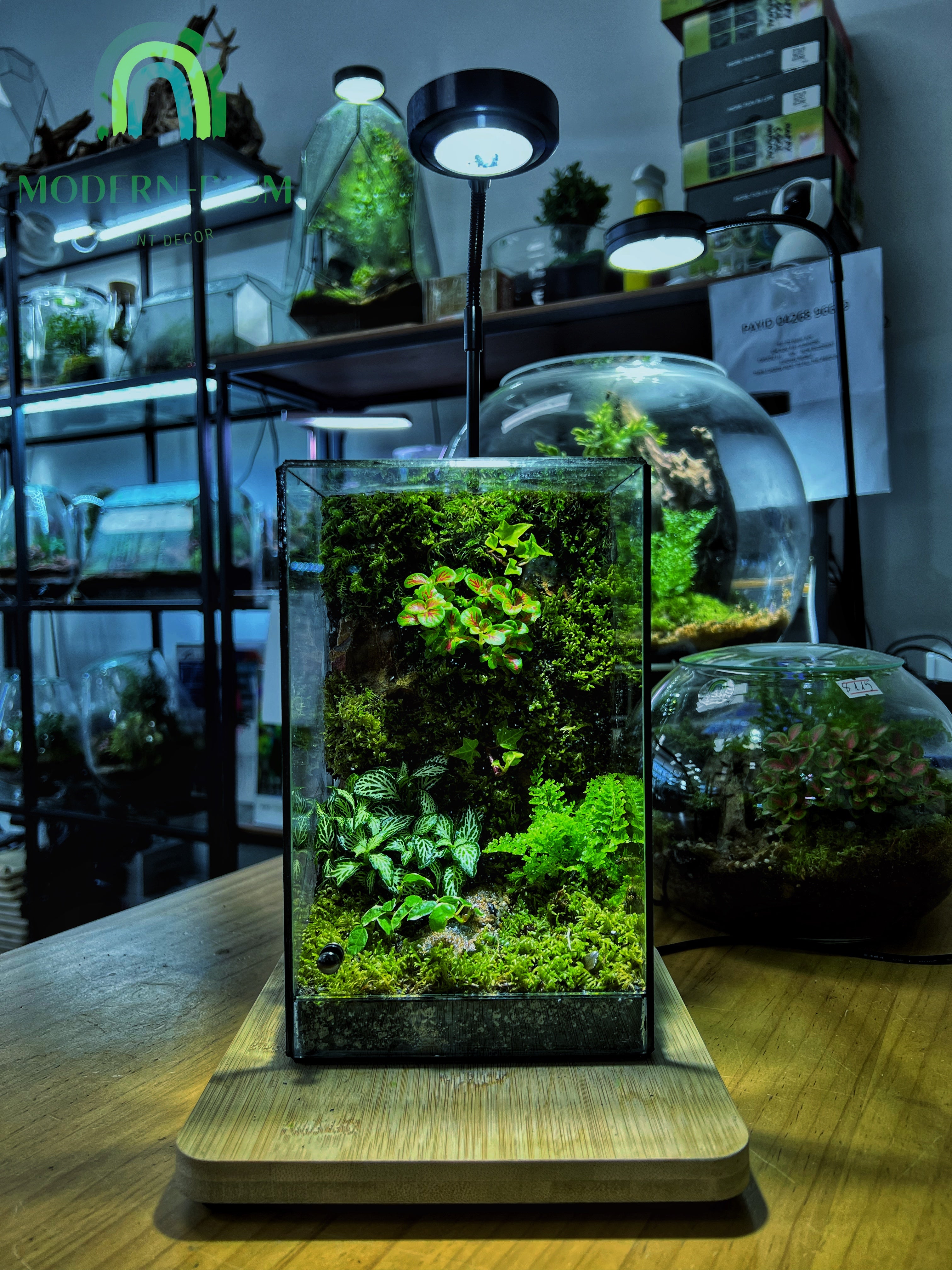 Emerald Grove - EcoCourier Series - ready made terrarium Australia wid ...