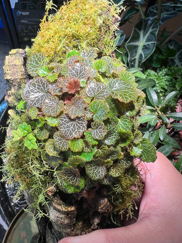 Micro Strawberry Begonia Saxifraga stolonifera “Yakushima” – modernrium