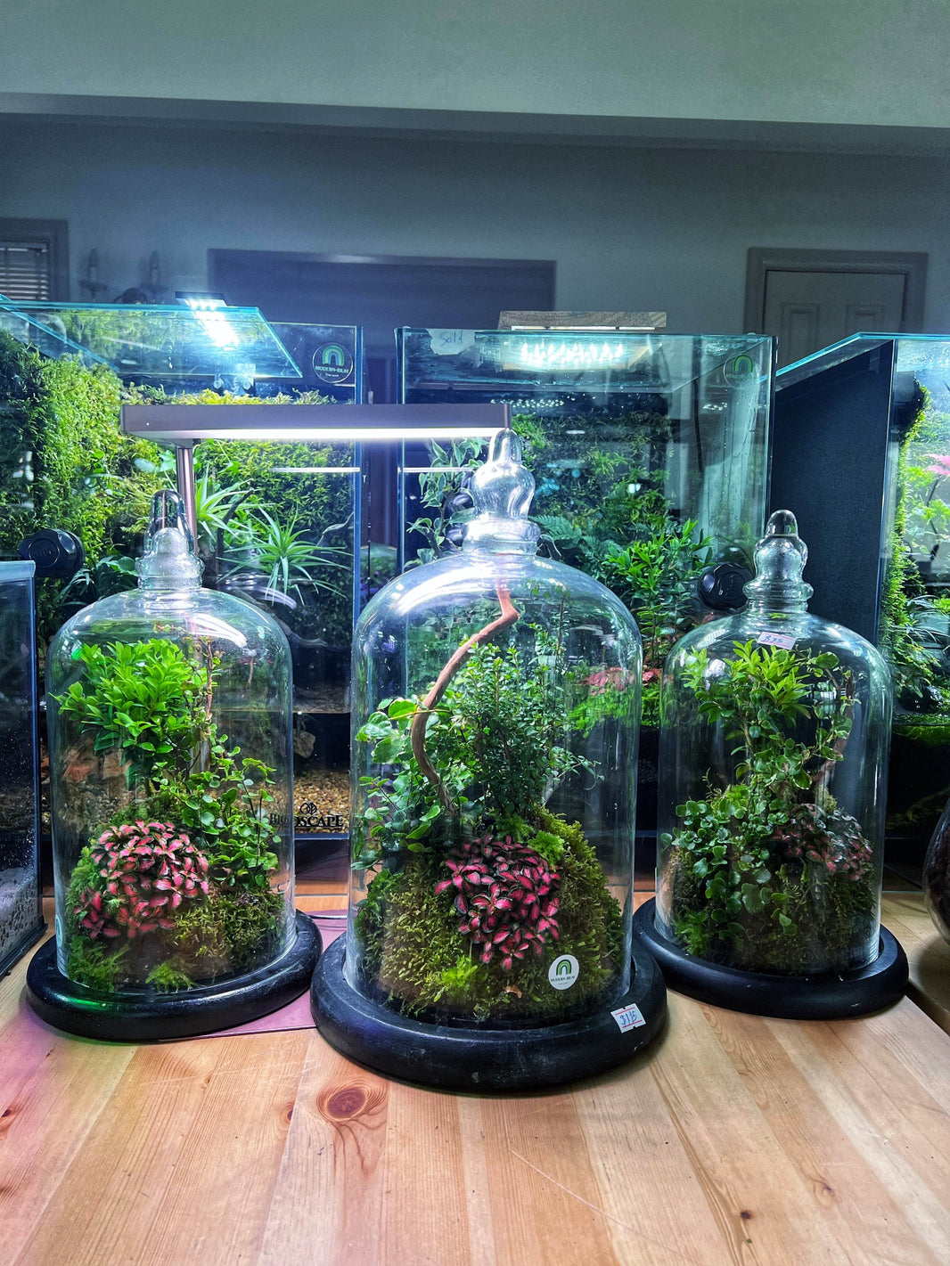 Collections Explore Terrariums readymade in Melbourne – modernrium