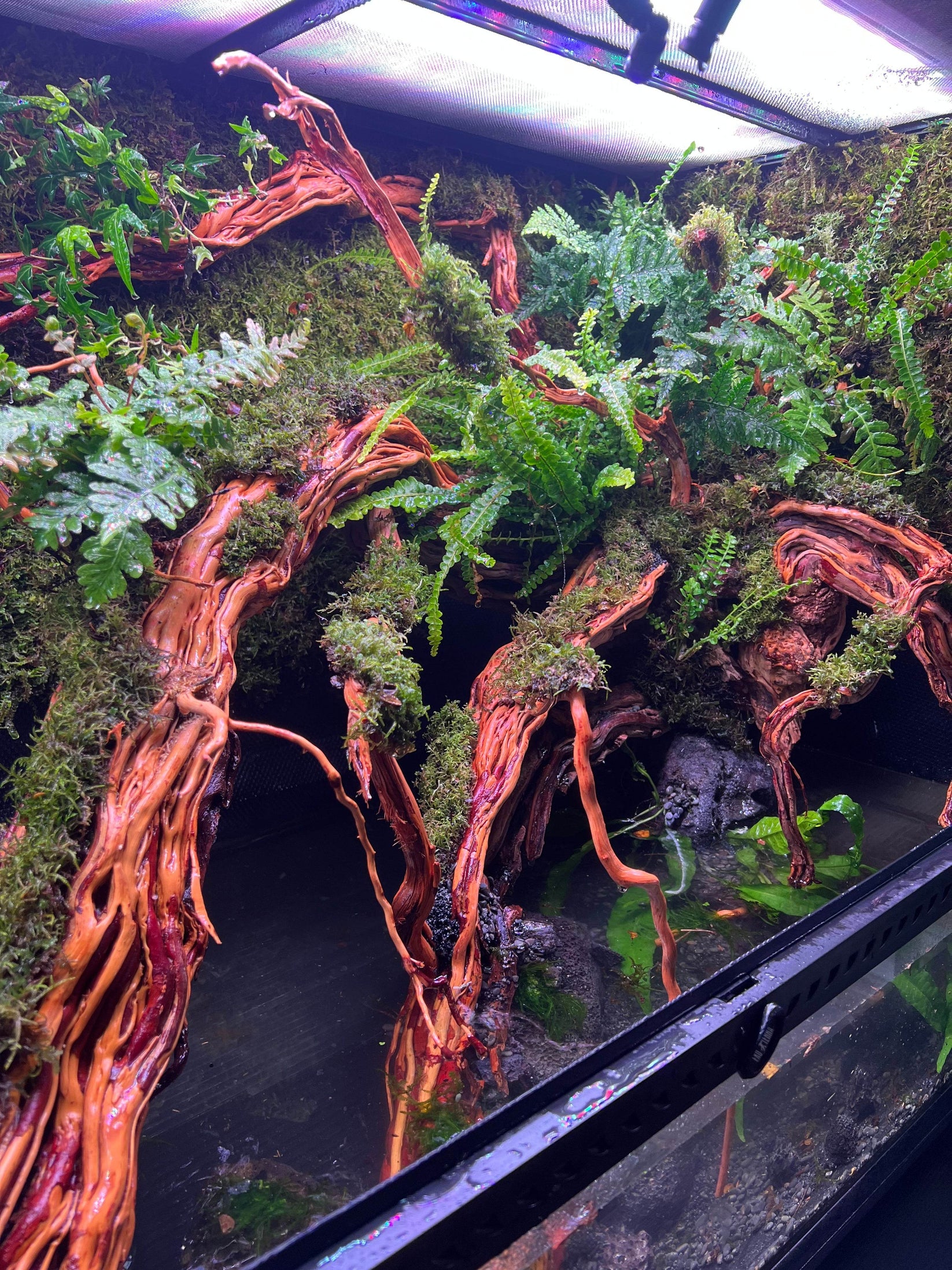 Vivarium TerrariumVivarium Terrarium with dripping systemmodernrium