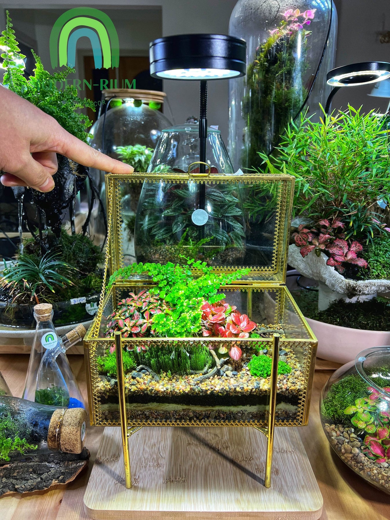 Serene Beauty Enclosed: Terrarium 20x17x17 - A Captivating Miniature W ...