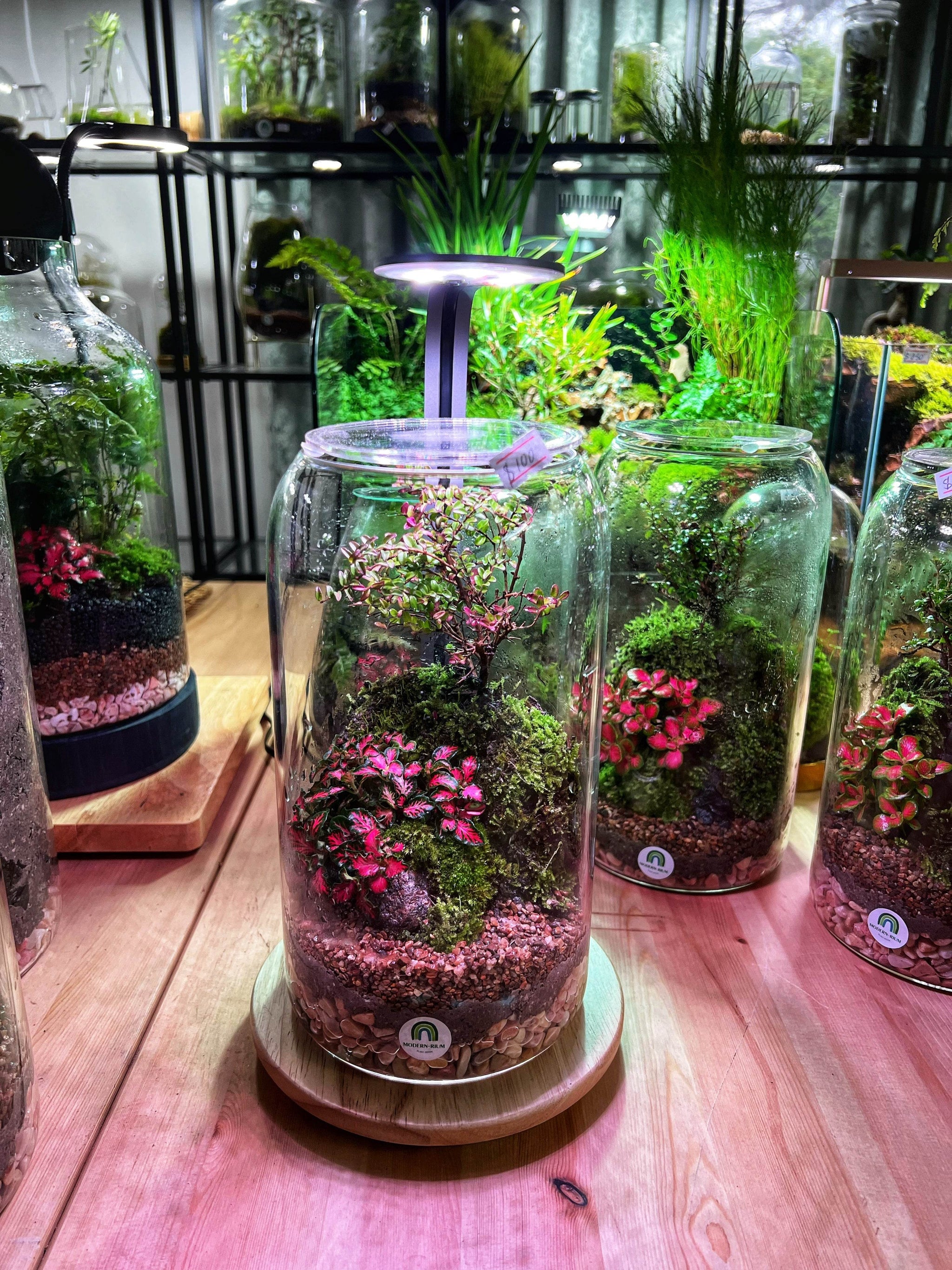 Gravels for Terrarium 4 types 1kg – modernrium