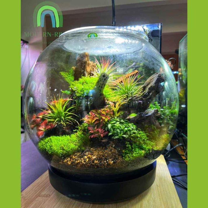 35cm Fishbowl Terrarium DIY Kit | Fishbowl Terrarium for Sale – modernrium