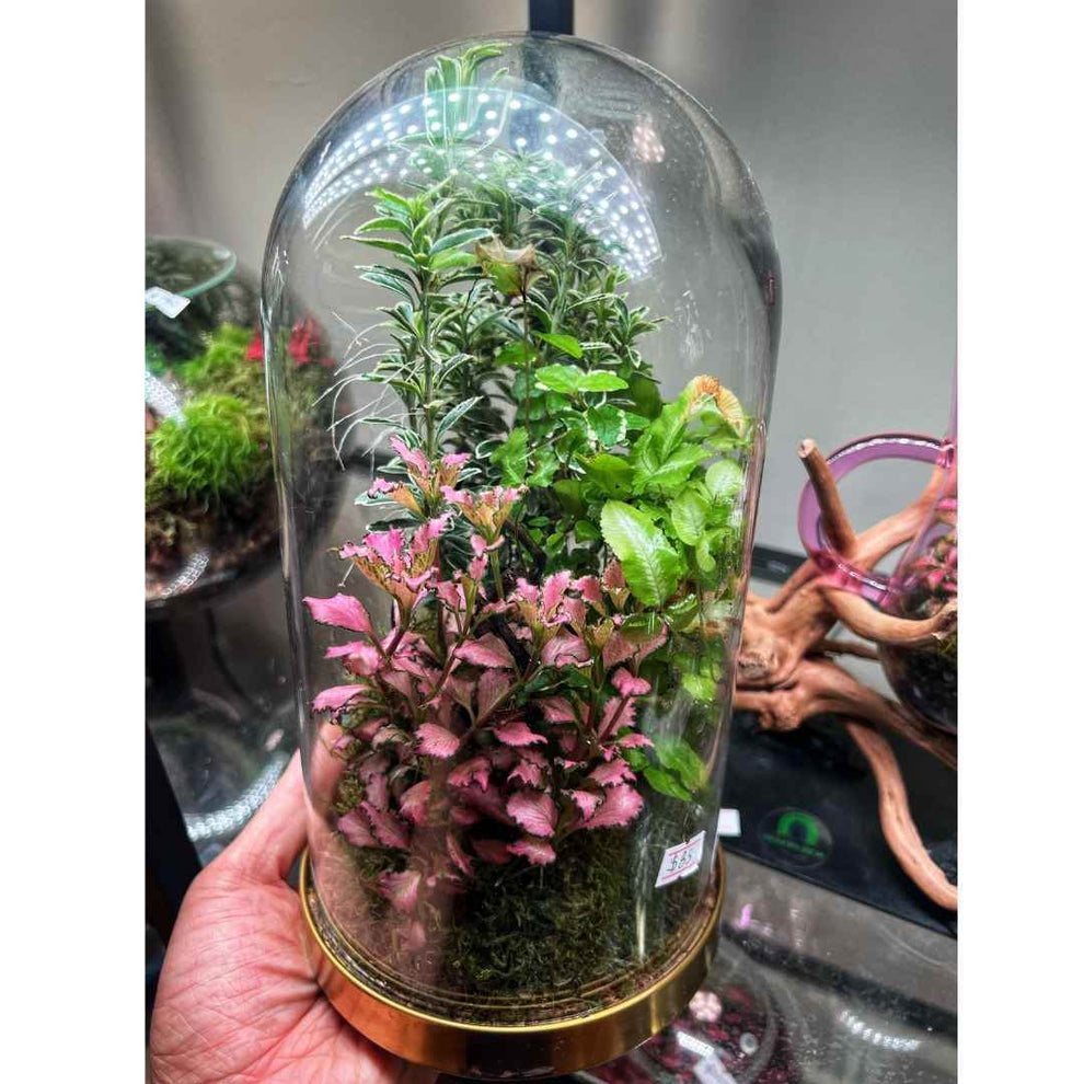 DIY Terrarium Kit 30cm Golden Dome Terrarium DIY Kit – modernrium