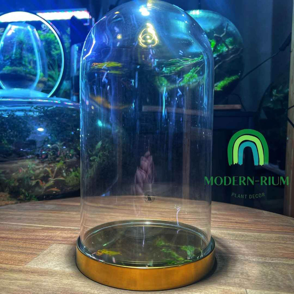 DIY Terrarium Kit 30cm Golden Dome Terrarium DIY Kit – modernrium