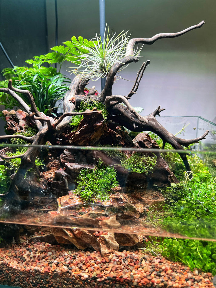 Swamp vibe - aqua terrarium – modernrium