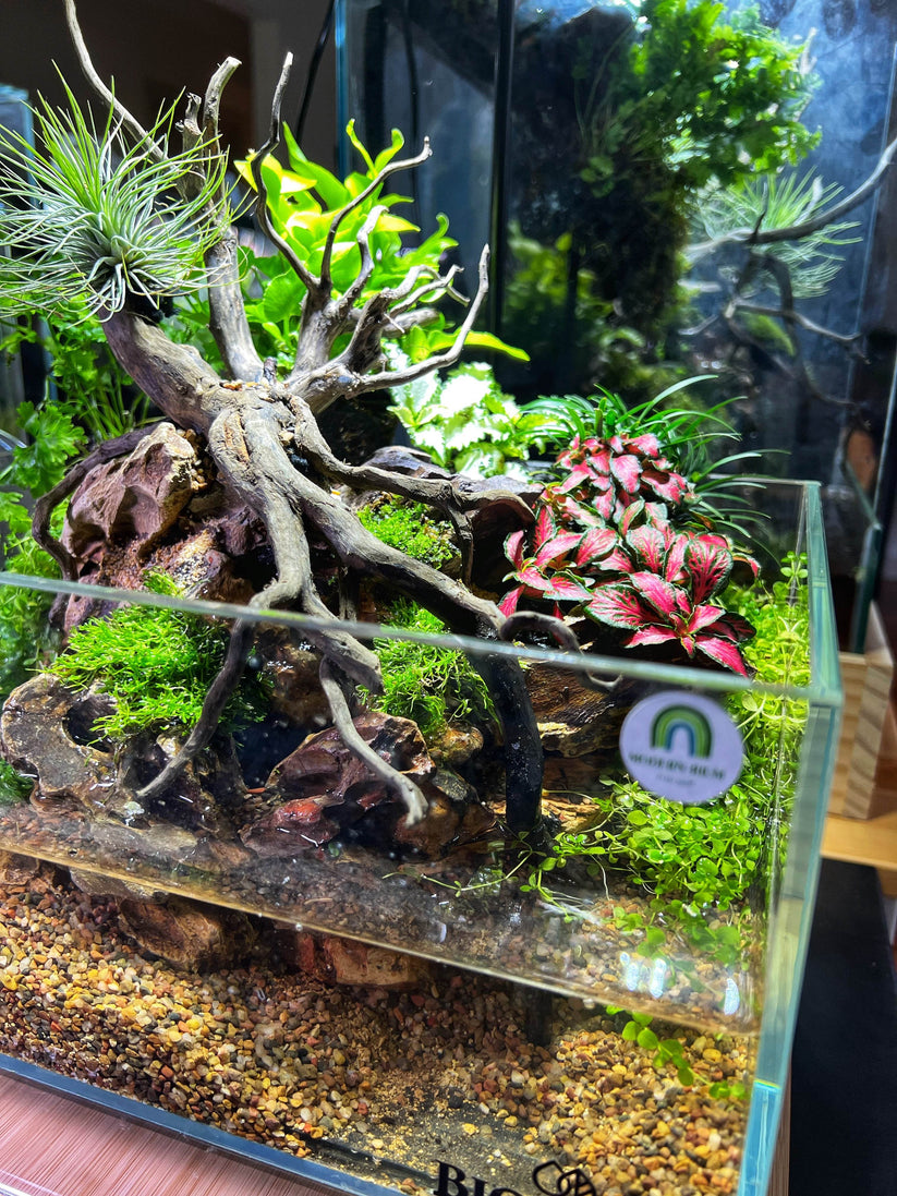 Swamp vibe - aqua terrarium – modernrium
