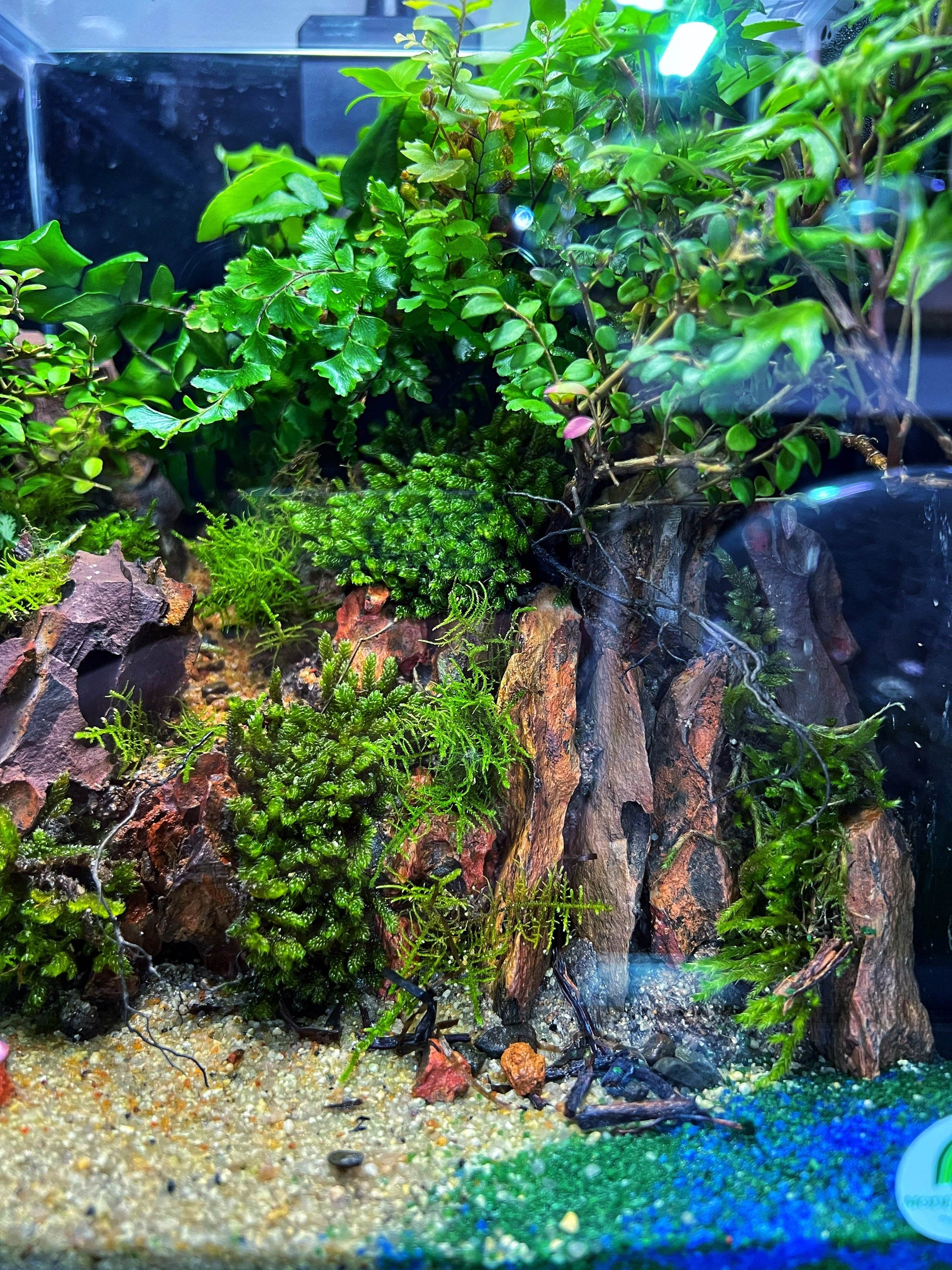 Cube Rock Cliff tank (22cm) – modernrium