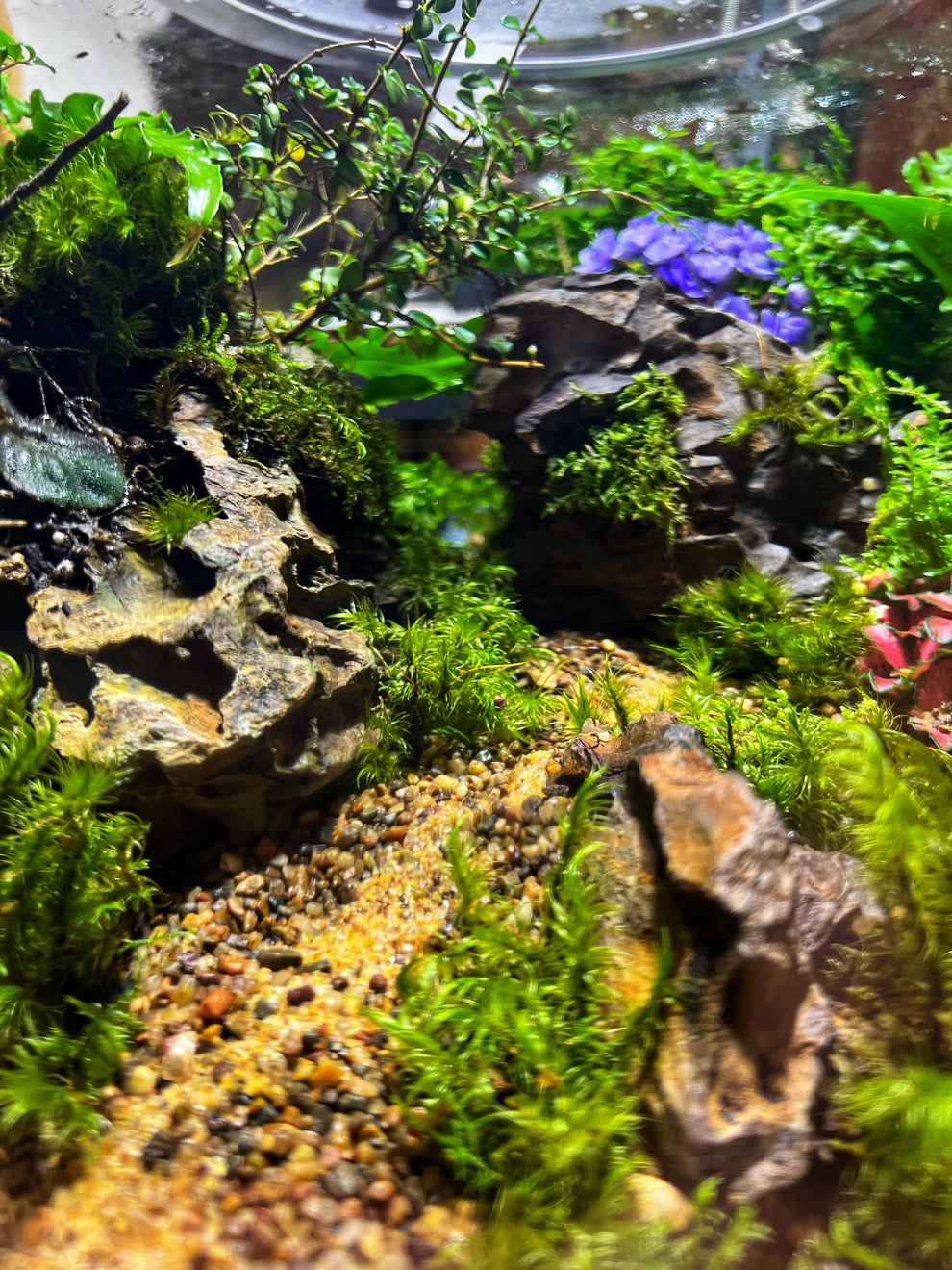 Hidden blue Lagoon 55cm Huge – modernrium