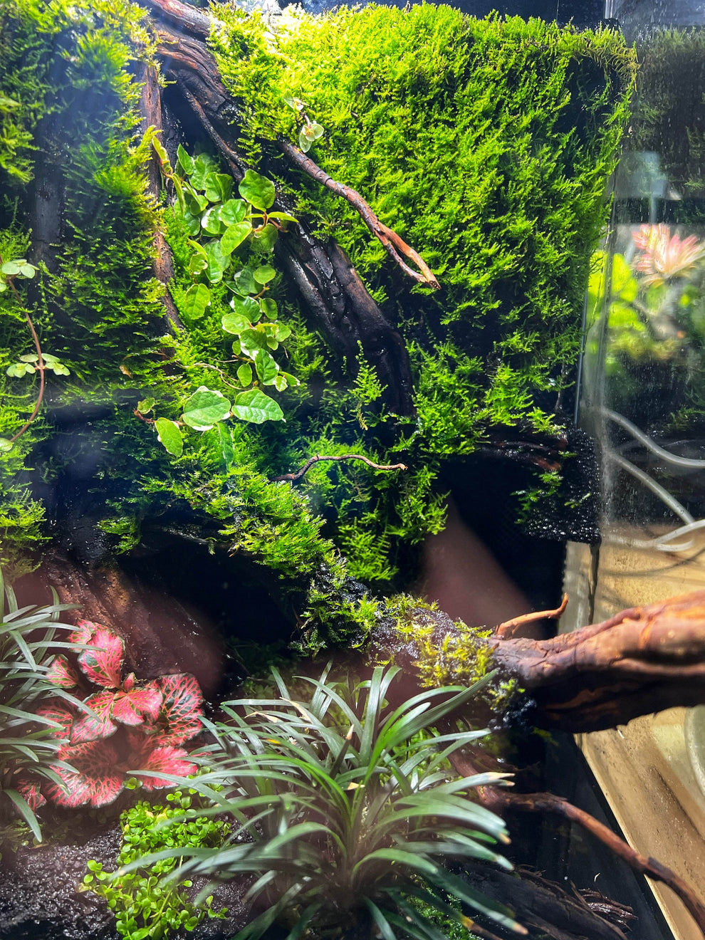 Bioscape Paludarium 30x30x45 cm – modernrium