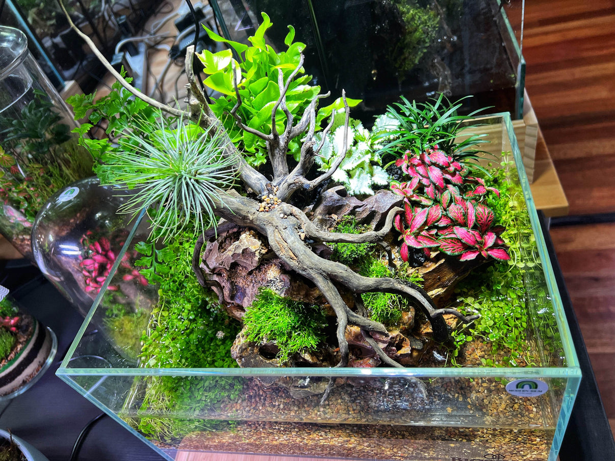 Swamp vibe - aqua terrarium – modernrium