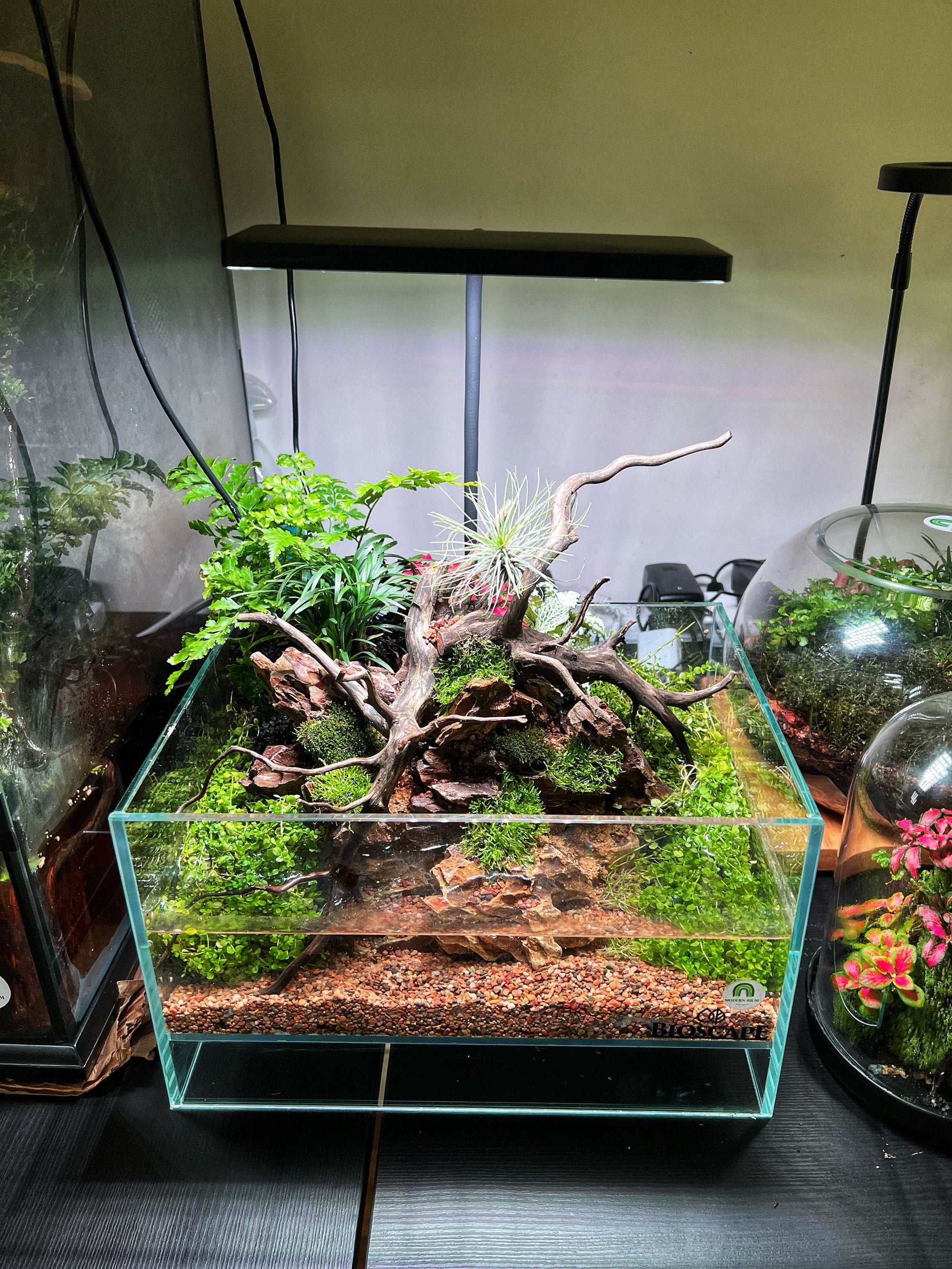 Swamp vibe - aqua terrarium – modernrium