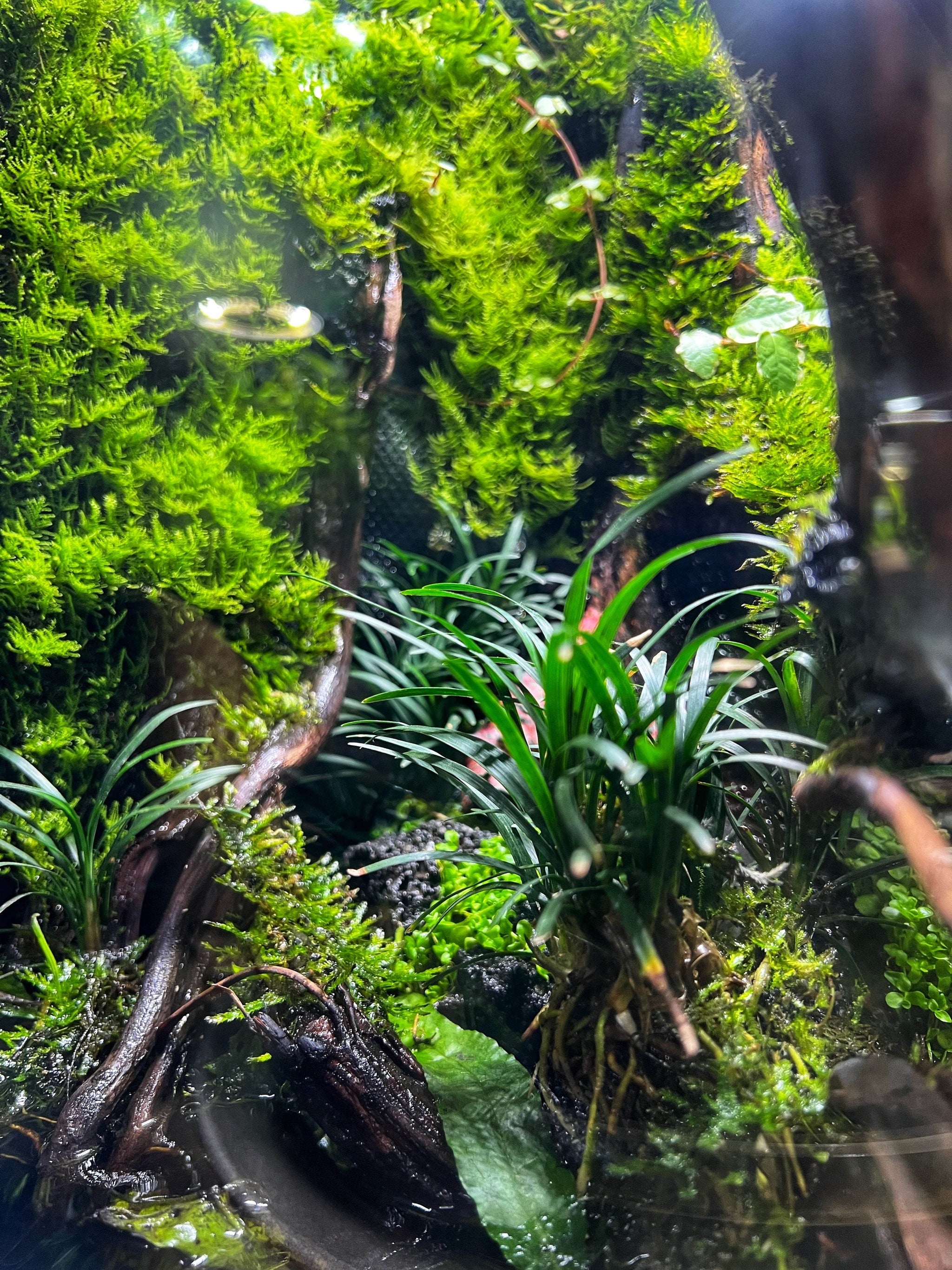 Bioscape Paludarium 30x30x45 cm – modernrium