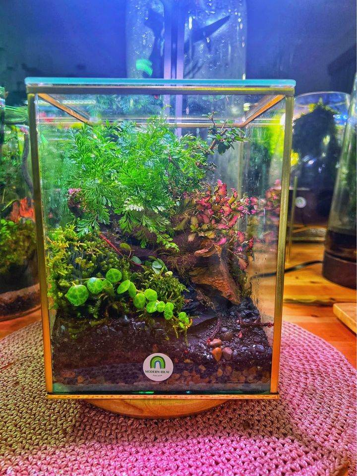 NatureNature in a Boxmodernrium