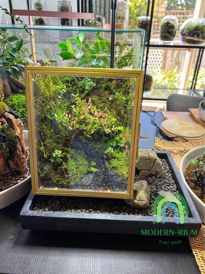 Collections Explore Terrariums readymade in Melbourne – Page 3 – modernrium